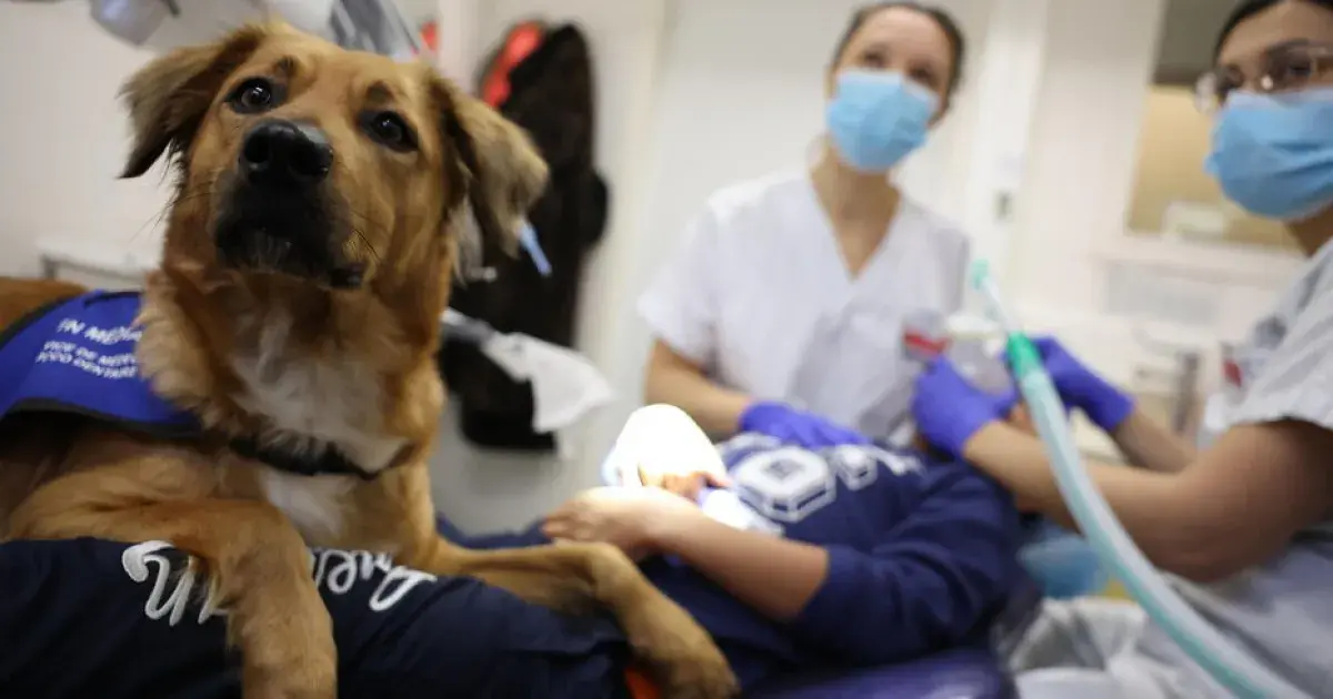 Un chien-thérapeute pour faciliter les soins dentaires chez les enfants ...